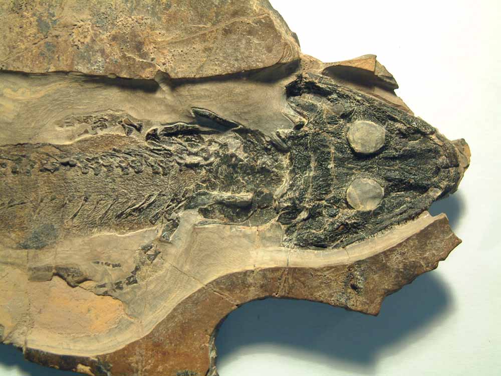 Sclerocephalus - Alchetron, The Free Social Encyclopedia